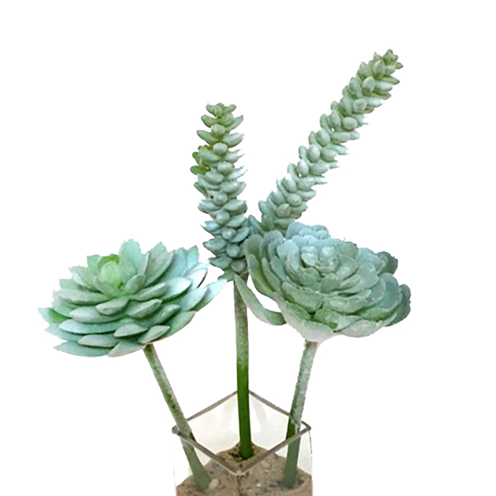 Succulent 3 Asst 8"/12" — Baisch & Skinner